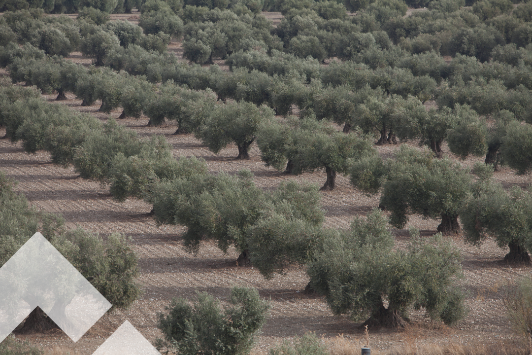 Δήλωση Συγκομιδής Ελαιοκάρπου: Όσα Πρέπει να Γνωρίζετε για τη Φετινή ...